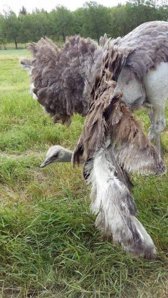 Fakta om struts – Dalslands Struts