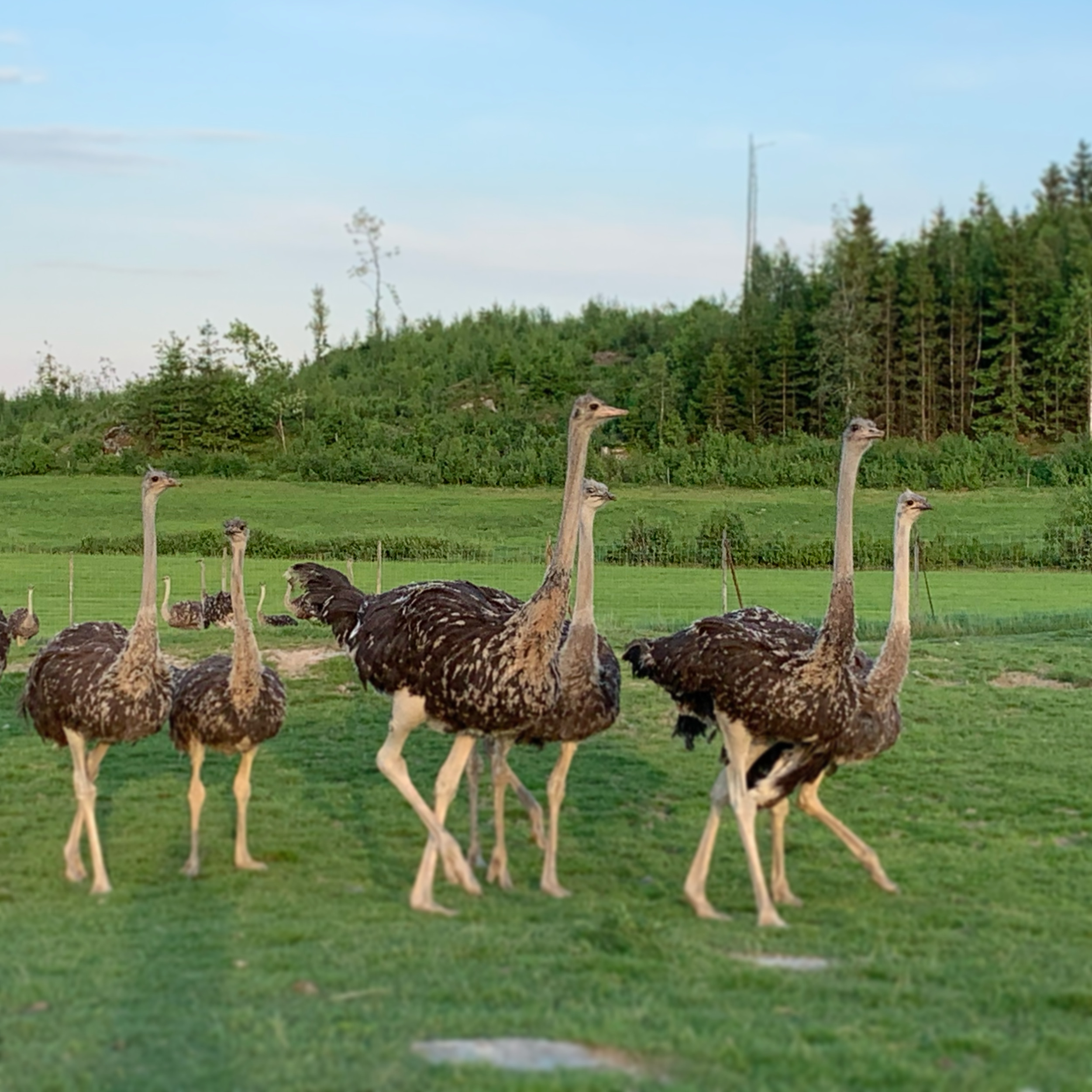 Dalslands Struts – På Dalslands Struts har vi som det låter – strutsar.